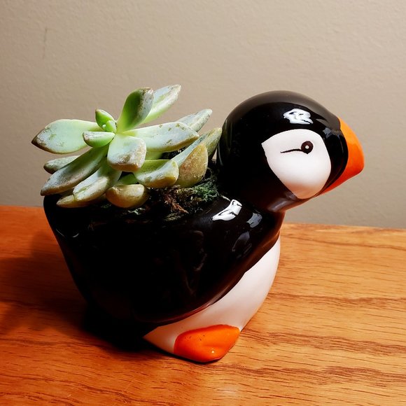 Accents | Puffin Planter With Live Succulent Graptosedum Bird Animal ...